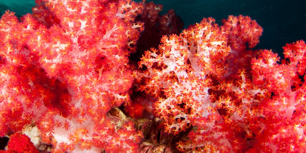 Pantone Trendfarbe „Living Coral“ in der Beauty